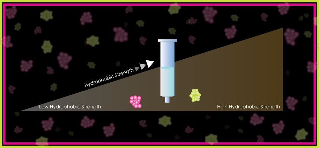 An Overview of Hydrophobic Interaction Chromatography – GoldBio