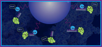 Chromogenic Substrates Overview – GoldBio